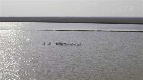 江苏溧水：石臼湖变身唯美“天鹅湖”迎来首批越冬“远方客人”凤凰网视频凤凰网