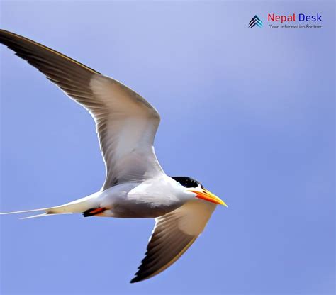 River Tern Aerial Fisher Of The Flowing Waters Nepal Desk