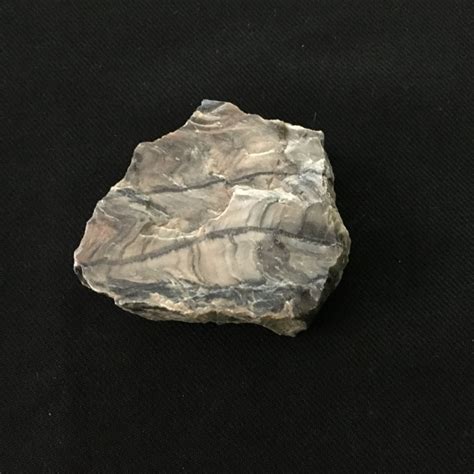 Glossopteris Fossils Tessas Museum