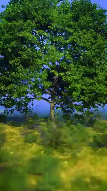 Trees Communicate… Album On Imgur