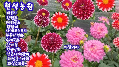 현석농원 봄이어라 다알리아메리골드한련화비올라몽골사초분홍단정화향장미산수국수레국화산앵두후쿠시아맥시멈단풍철쭉흰색금낭화왜성종으아리넝쿨사계장미과실수
