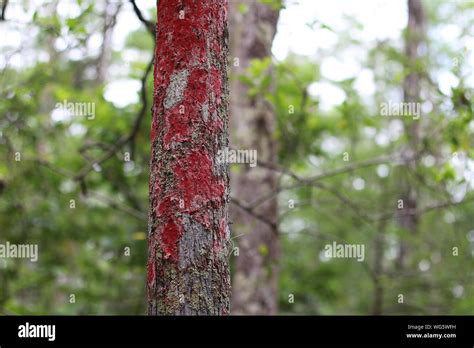 Red Tree Hi Res Stock Photography And Images Alamy