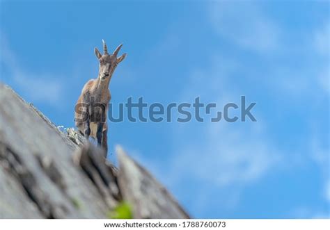 7774 Imágenes Fotos De Stock Objetos En 3d Y Vectores Sobre Alpine