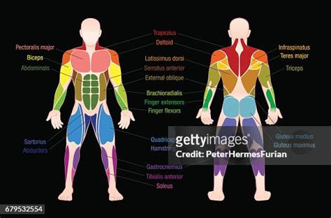 Muscle Chart With Most Important Muscles Of The Human Body Colored