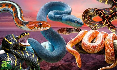 What Is The Most Colorful Non Venomous Snake