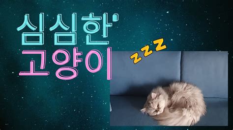 심심한 우리 집 고양이 Youtube