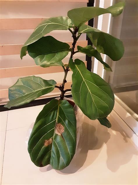 植物葉子有咖啡色斑塊 農業知識入口網