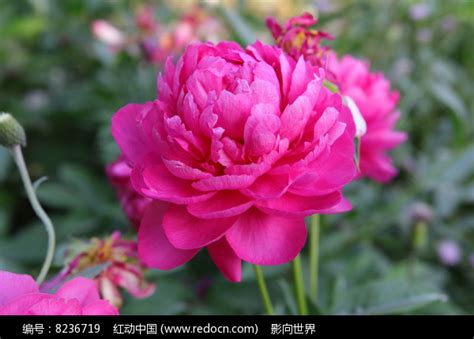 漂亮的芍药高清图片下载 红动中国