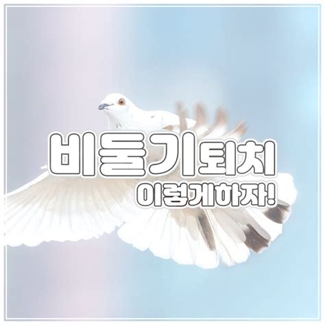 비둘기퇴치 망 활용하여 아파트 베란다 실외기 비둘기알 쫓는 방법 네이버 블로그