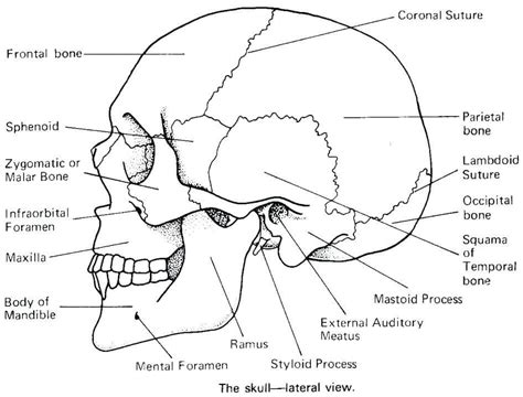 Skull Anatomy Coloring Pages Printable Coloring Pages Free