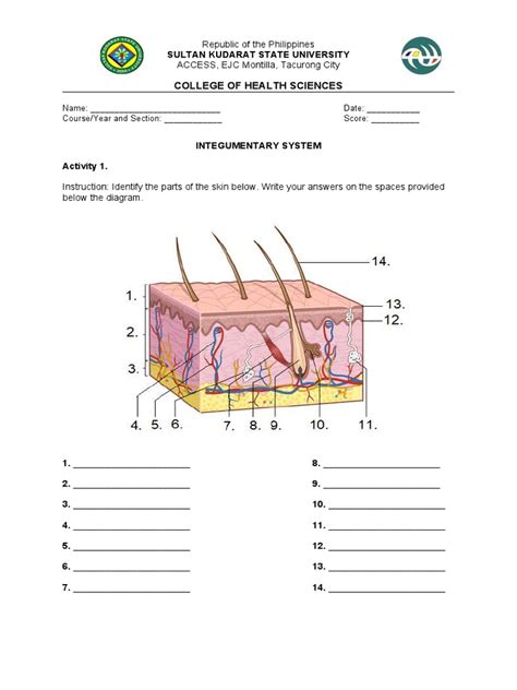 Integumentary System Activity Pdf
