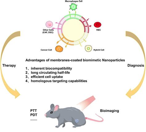 Biomimetic Cell Membrane‐coated Nanoparticles For Cancer Theranostics Jiang 2024