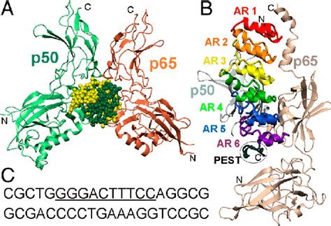 Structures Of Nf κb Complexes Ribbon Representations Of The Backbones