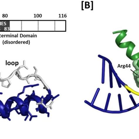 Rev Structural Organization And Arginine Rich Motif Armstem Loop Iib