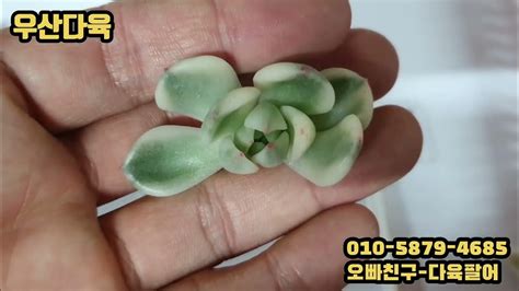 12월 14일 와이즈마리아금a타입나비금 컷팅 얼른 찜해보세요 다육이 다육 다육이금 다육식물 다육이키우기 금다육이