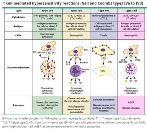 24 Type Iv Hypersensitivity Flashcards Quizlet