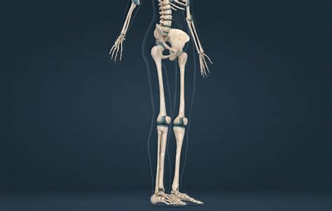 골반 거들 및 하지 개요 및 표면 해부학 프리미엄 사진