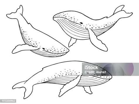 블루 고래 그래픽 세트 블랙 화이트 고립 스케치 일러스트 벡터 색칠하기에 대한 스톡 벡터 아트 및 기타 이미지 색칠하기 외형선 해양 생물 Istock