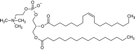 Phospholipid Molecule Structure