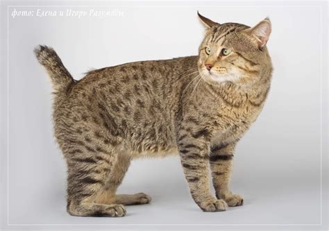 The Pixiebob Breeders Research Resource Historic Reference Photo Pixiemagic Charlie