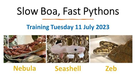 Slow Boa Fast Pythons Youtube