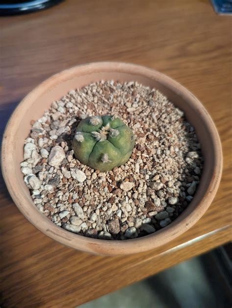 First Loph Ever Supposed To Be L W Variegated R Peyote