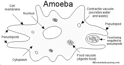 Amoeba Ameba Printout