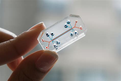 Organs On Chips Emulate Human Organs Could Replace Animals In Tests