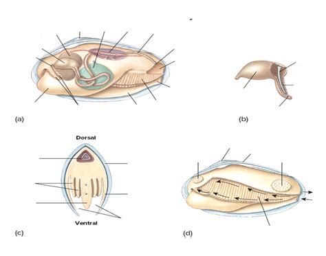 Bivalve Clam Diagram Quiz