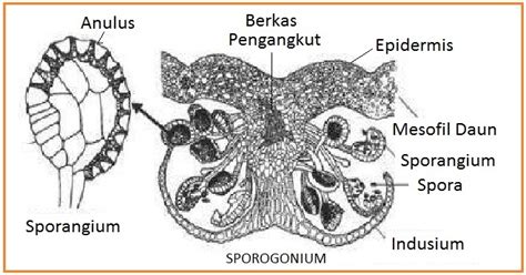 Biologi Gonzaga Soal Lumut And Paku