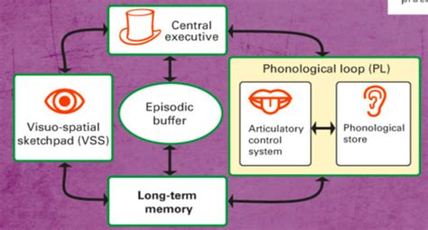 memory the working memory model flashcards quizlet