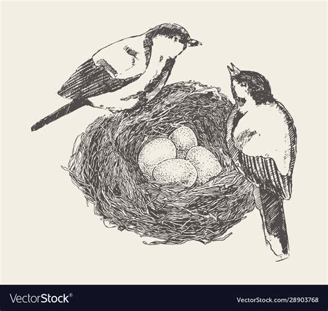 Bird In Nest With Chicks Hand Drawn Sketch Vector Image