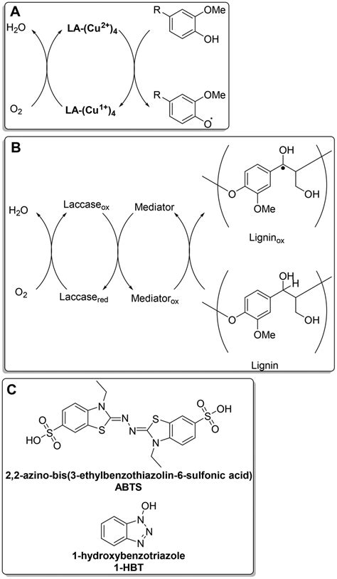 Biocatalytic Conversion Of Lignin Model Oligomer Using A Laccase
