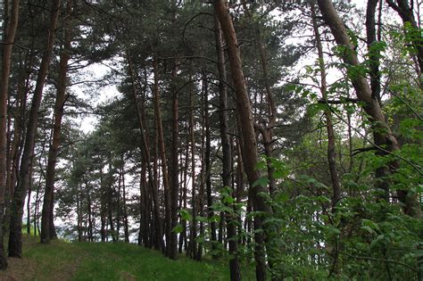ფიჭვი Pinus ალერგოლოგიური პროგნოზი Vidal Ge