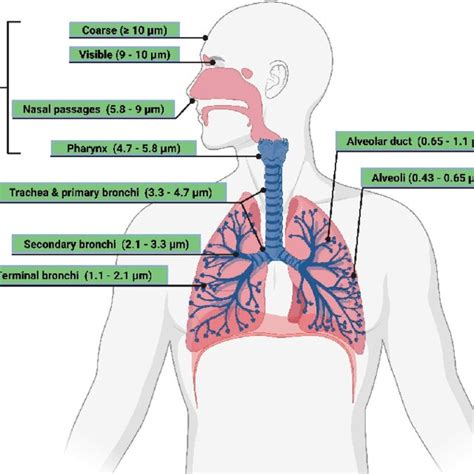 Inhaled Particle Sizes And Respiratory Deposition Patterns Download