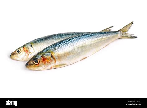 Alive Sardines At Seth Obrien Blog