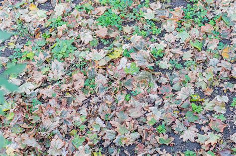 땅에 다양하고 생생한 단풍이 있는 가을의 아름다움을 묘사하여 자연스러운 태피스트리를 만듭니다다양한 크기와 모양의 나뭇잎이 조화롭게 전시되어 변화하는 바다에 대한 따뜻함과