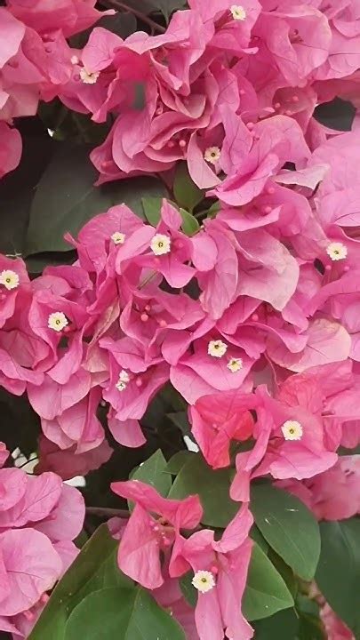 예쁜 꽃속에 또 귀엽게 꽃이 핀 부겐빌레아 꽃이예요 부겐빌레아 Flower Youtube