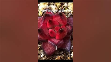 꼬물꼬물 귀욤귀욤 작아도 야무진 ~ ㅎ파종이 실생 다육 다유기 다육이 다육식물 반려식물 다육판매 다육이판매