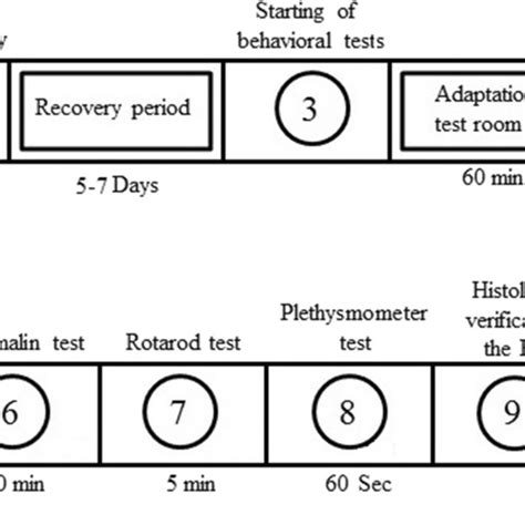 The Protocol Of Experiments Has Been Presented In Fig 1 Download Scientific Diagram