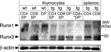 runx3 regulates integrin αe cd103 and cd4 expression during development