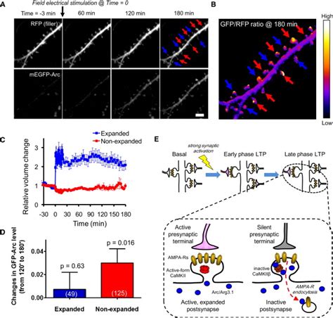 Inverse Synaptic Tagging Of Inactive Synapses Via Dynamic Interaction Of Arc Arg3 1 With Camkiiβ