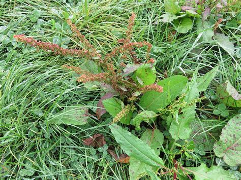 Rumex Obtusifolius
