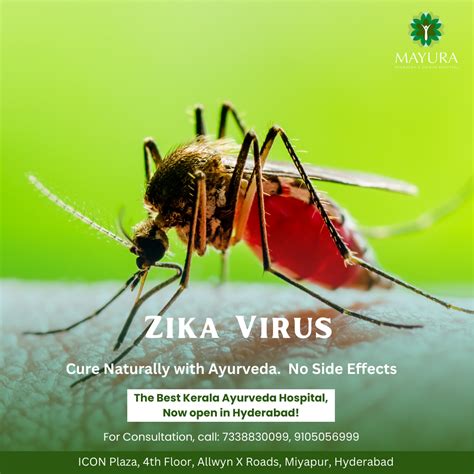 Understanding And Preventing The Zika Virus A Comprehensive Guide
