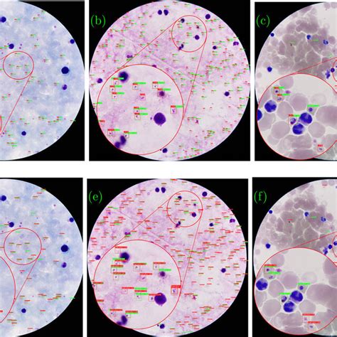 Sample Visualization Results Of Best Performing Model Yolov4 Tiny