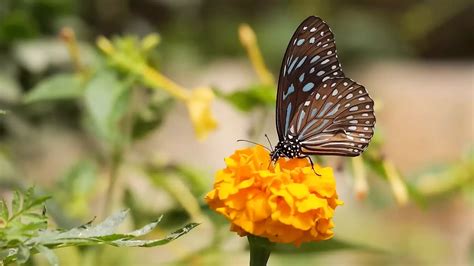 Bangla Choti Golpo Sex Story Blowjob Blowjob Porn Feat Moni Akther Xhamster