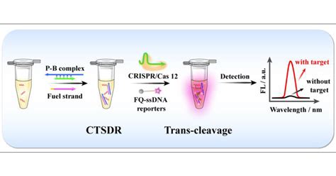 A Cascade Signal Amplification Based On Dynamic Dna Nanodevices And Crispr Cas12a Trans Cleavage