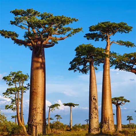 spatial multivariate trees michele peruzzi