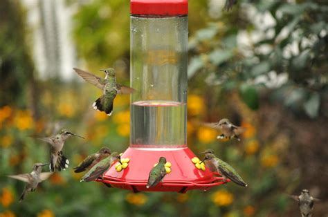 Use The Right Types Of Bird Feeders