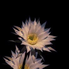 Blooming Flower S